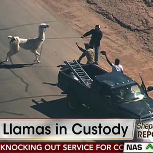 Llama Chase Memes