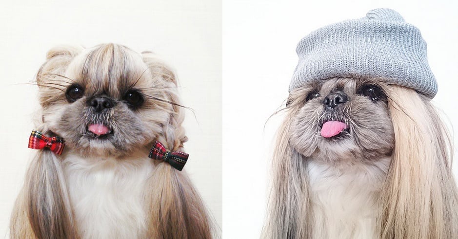 Kuma the Dog's Instagram Hairstyles | PS Beauty