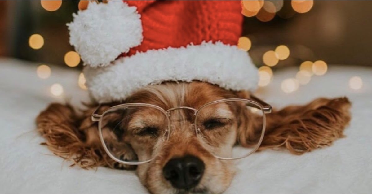 Photos of Dogs Dressed as Santa | POPSUGAR Family