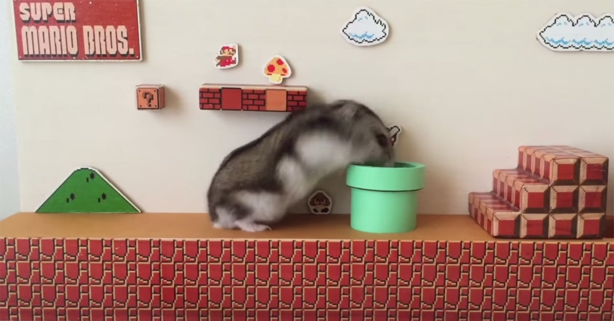 Hamster Goes Through Super Mario Bros Maze | PS Tech