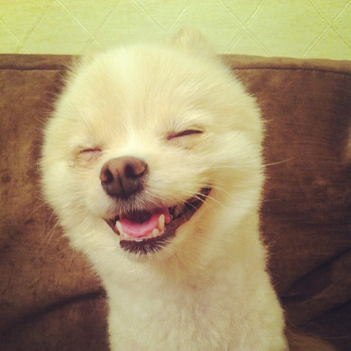 Adorable Smiling Pets | POPSUGAR Pets