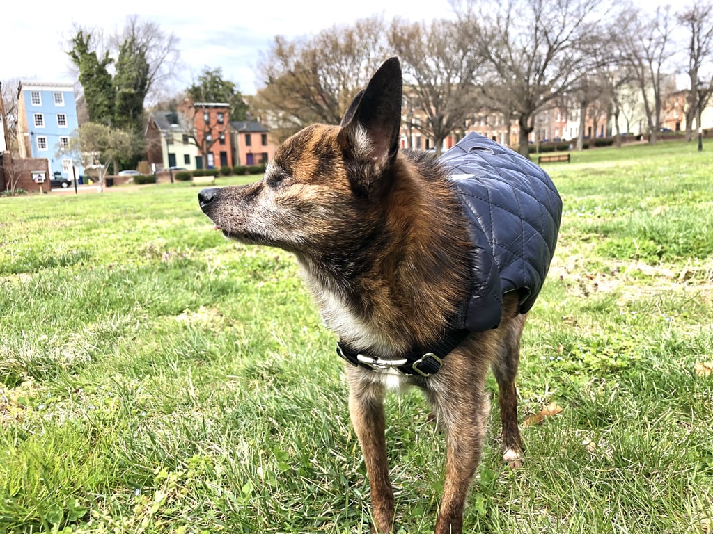 K9 Wear Dog Harness and Jacket Review | POPSUGAR Pets