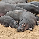 Animals Sleeping Pictures | POPSUGAR Family