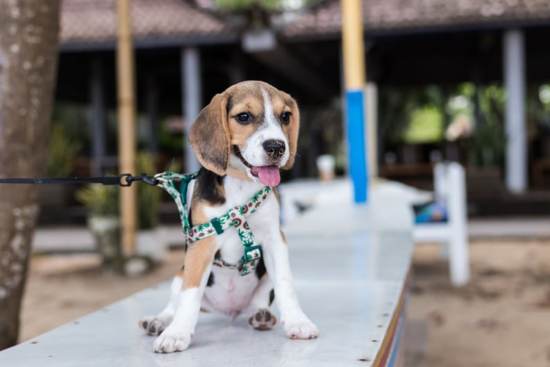 Cutest Pictures of Beagles | POPSUGAR Pets