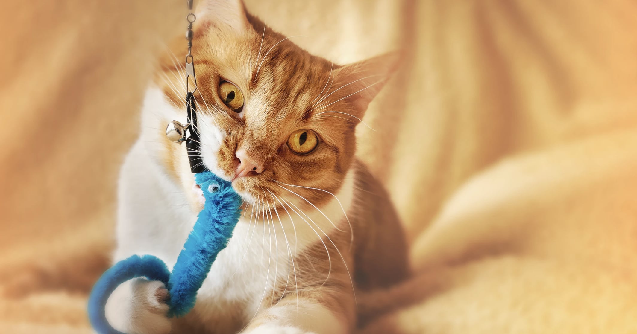 Why Does Catnip Get Cats High? | POPSUGAR Pets