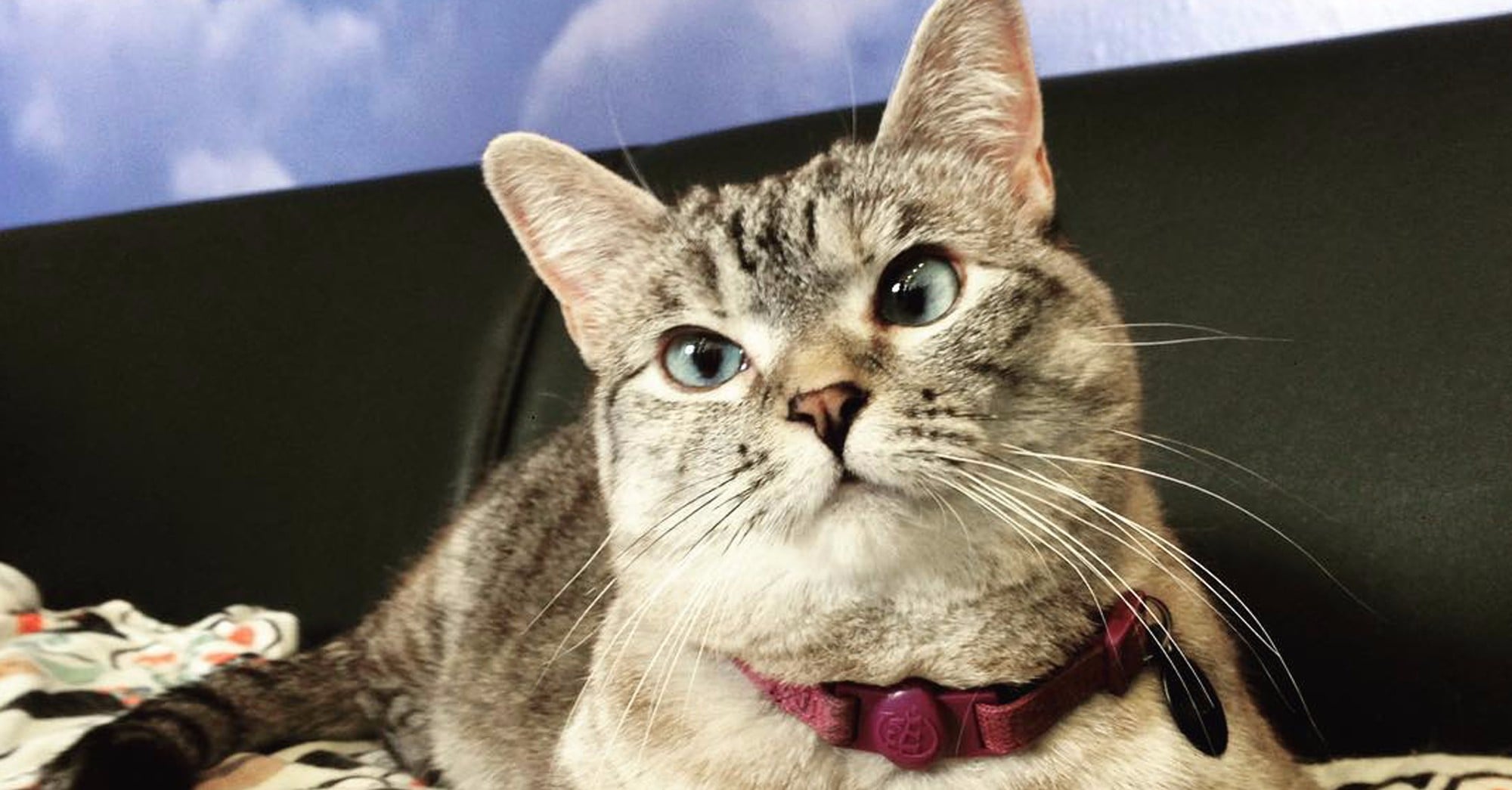 CatCon 2017 | PS Pets