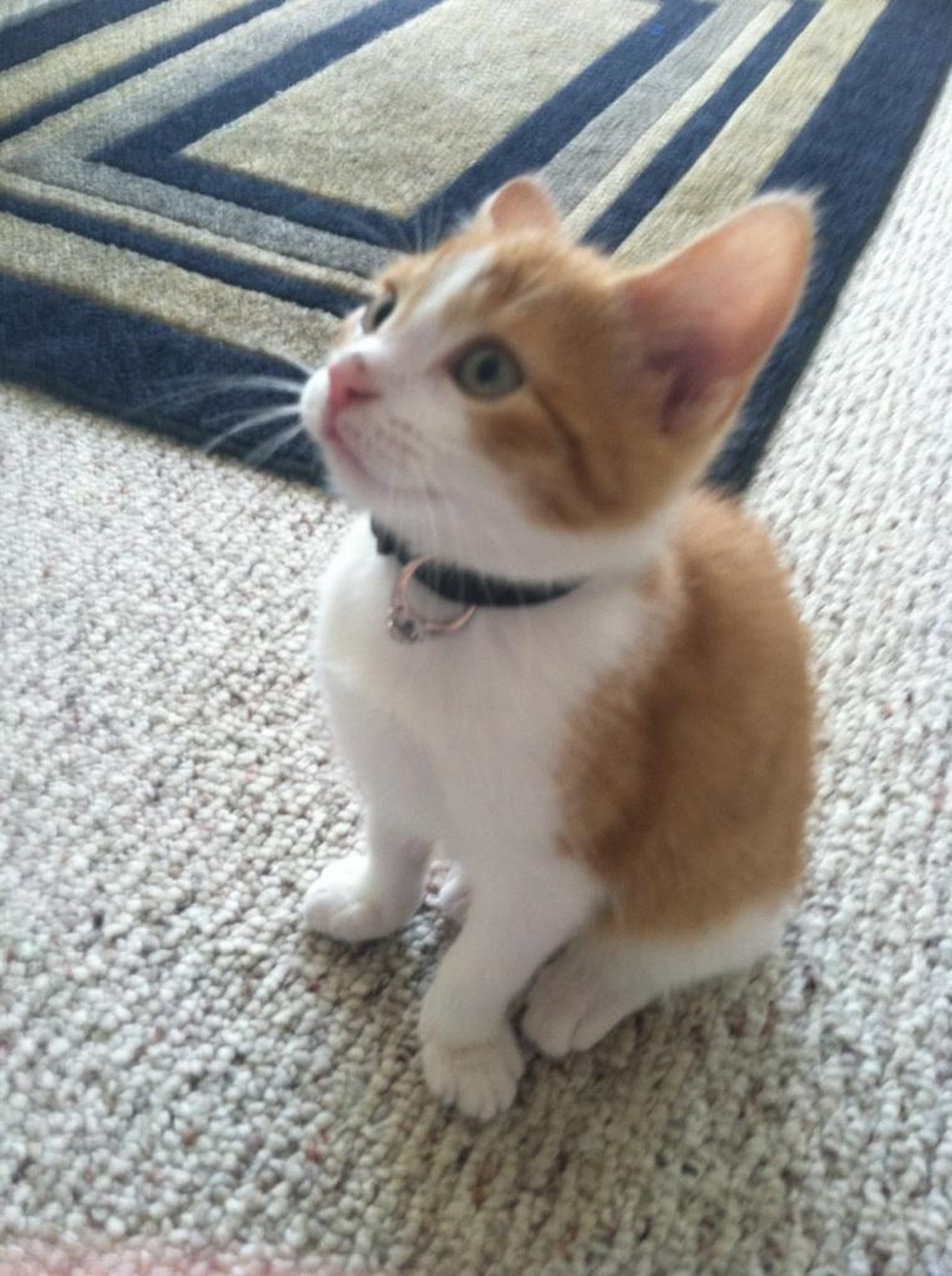 Kitten Proposal Pictures | PS Love