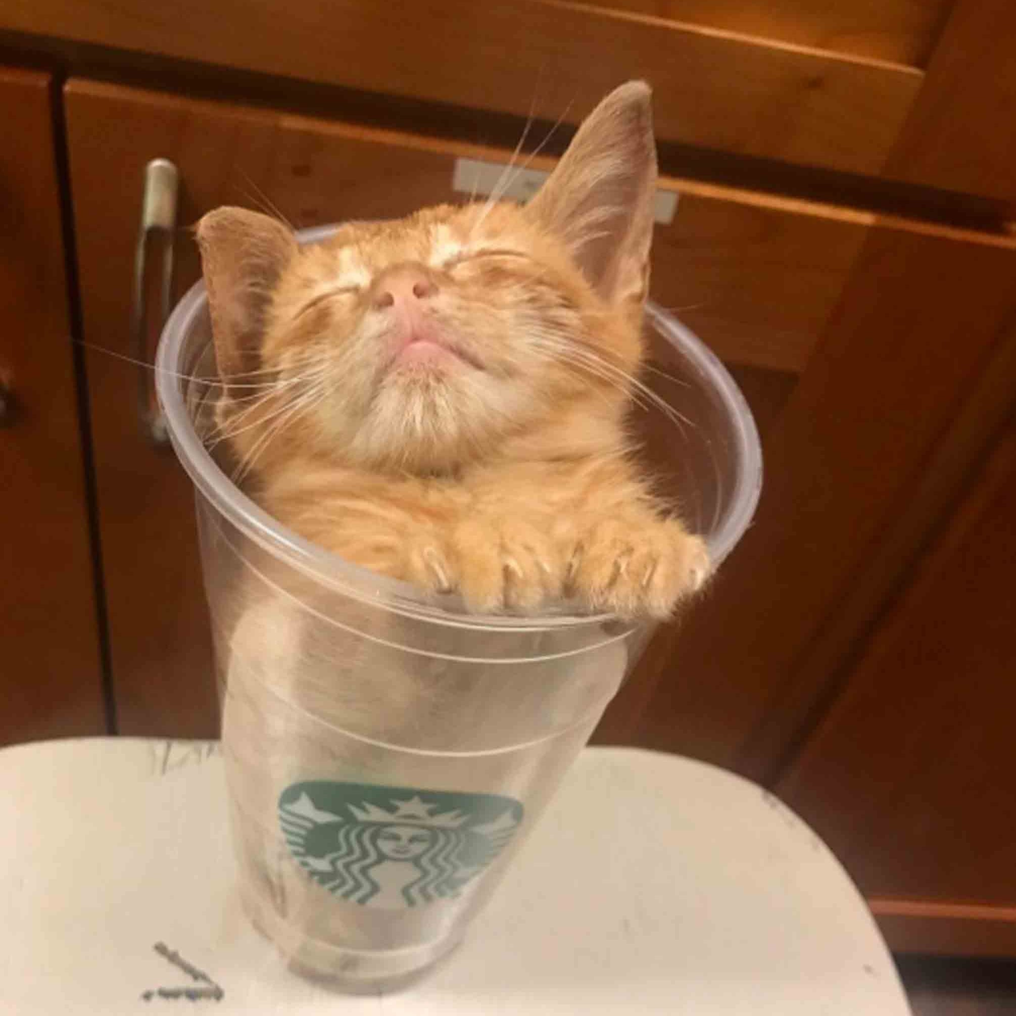 Cats Who Like Starbucks | PS Family