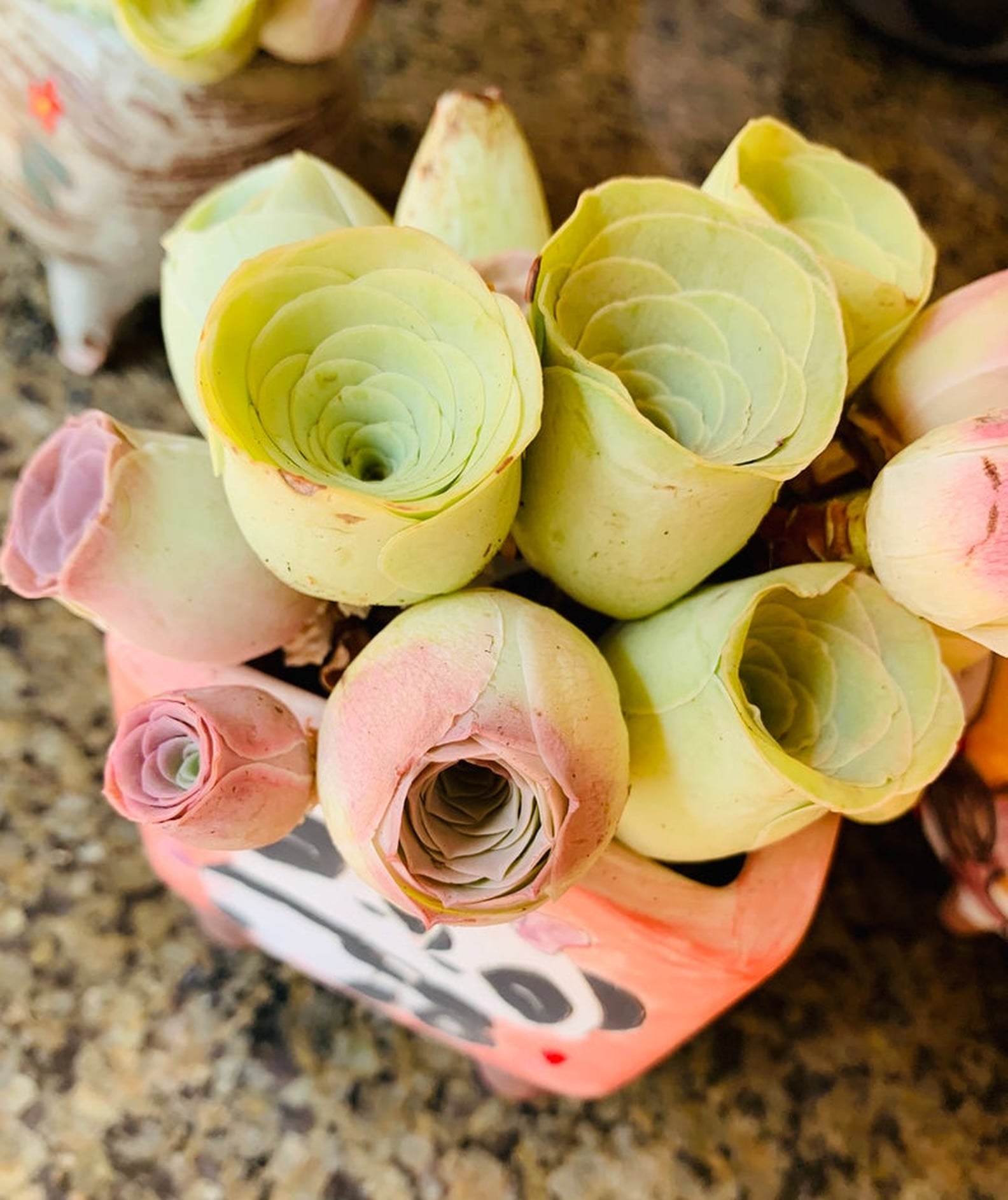 Pink Rose Succulents | PS Home