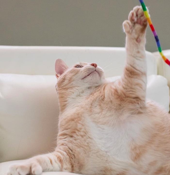 Photos of Bronson the 33-Pound Cat | POPSUGAR Family