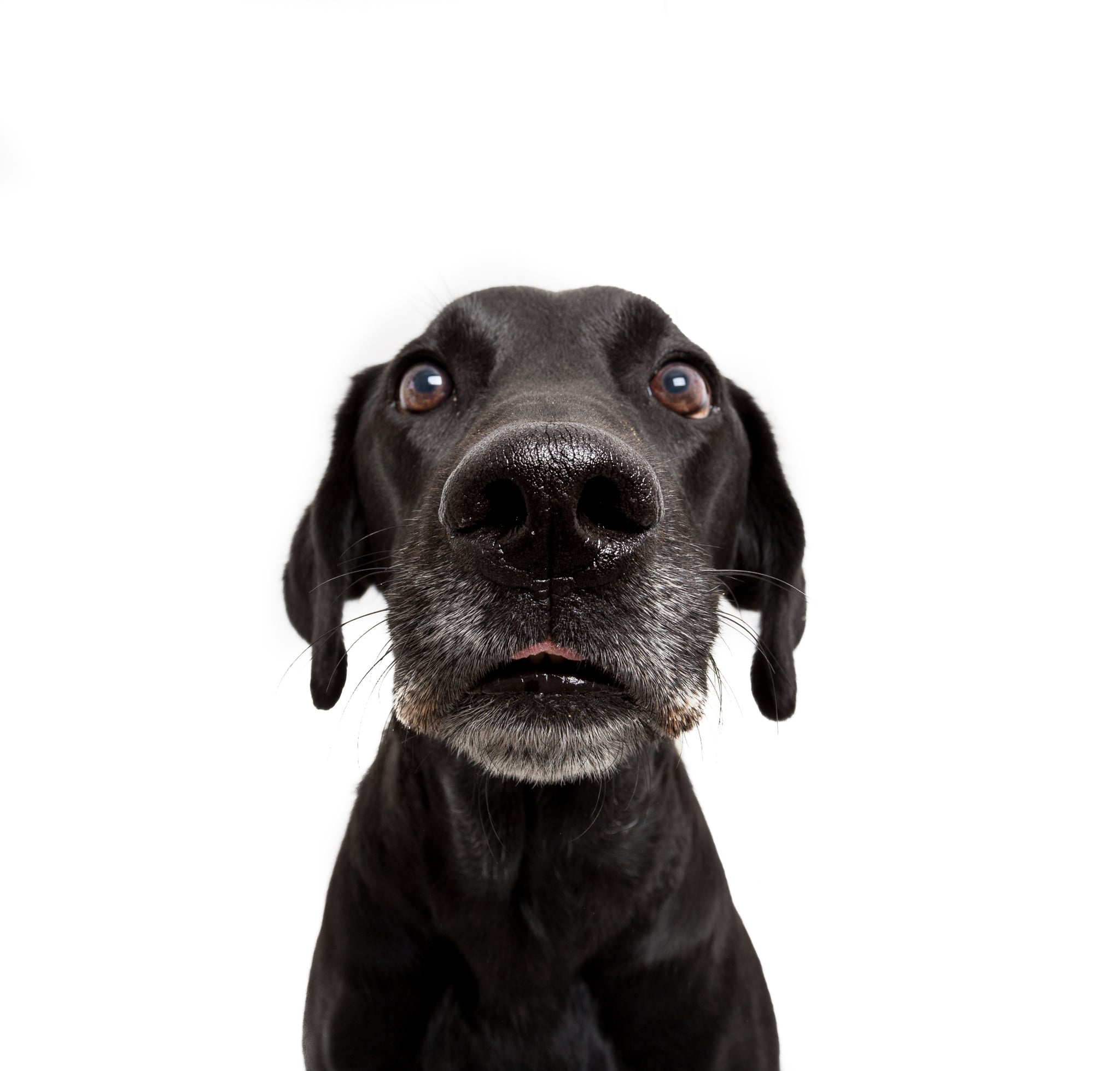 Funny Scared Dog Faces