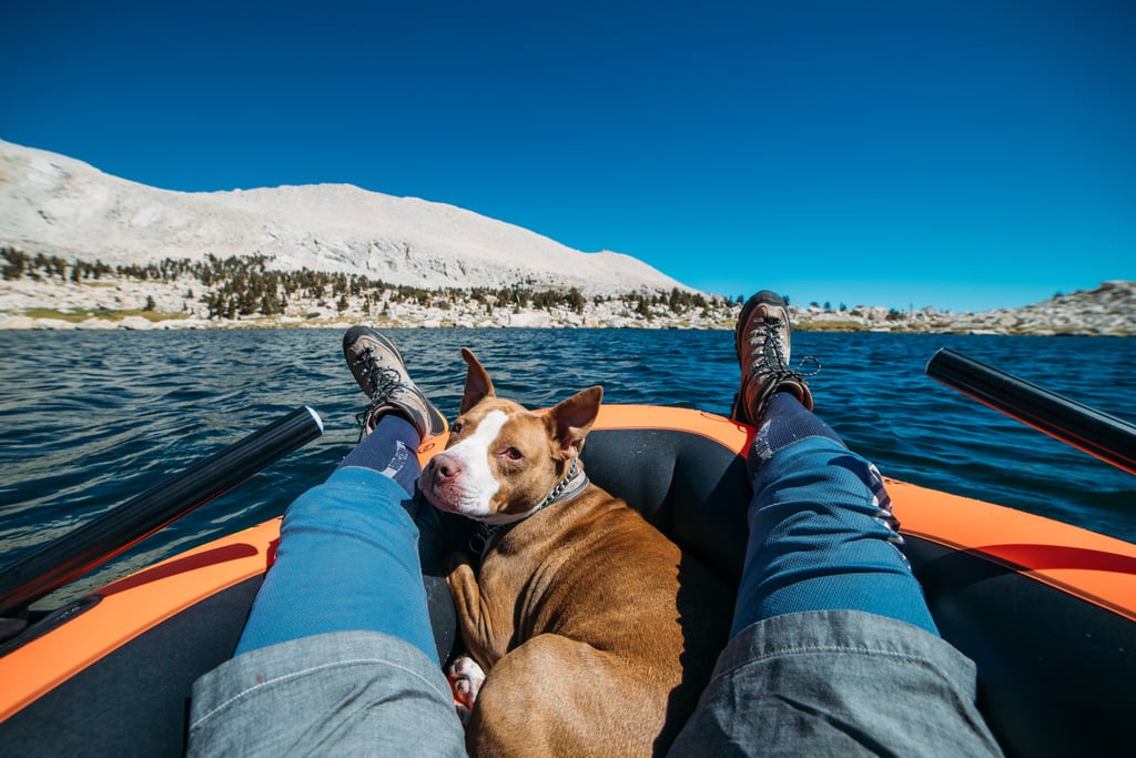 Ways Dogs Make You Happy | POPSUGAR Pets