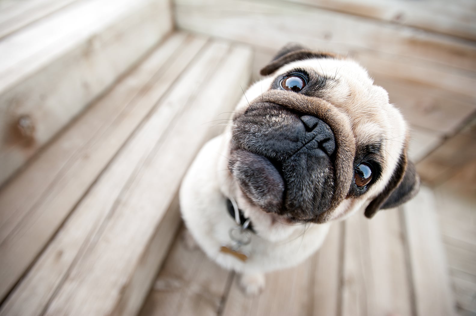 Cute Pictures of Pugs | PS Pets