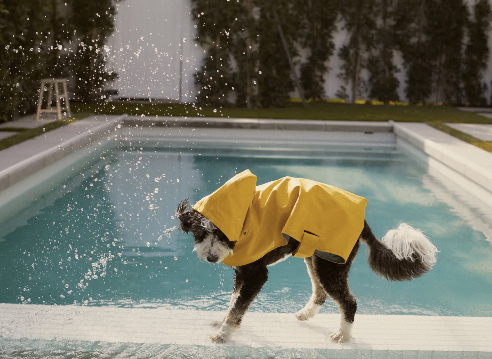 Zara Pet Collection | POPSUGAR Pets