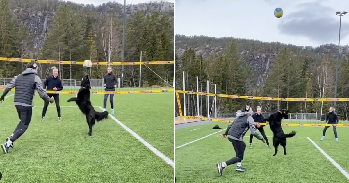 Watch This Video of a Dog Playing Volleyball With Humans | PS Pets