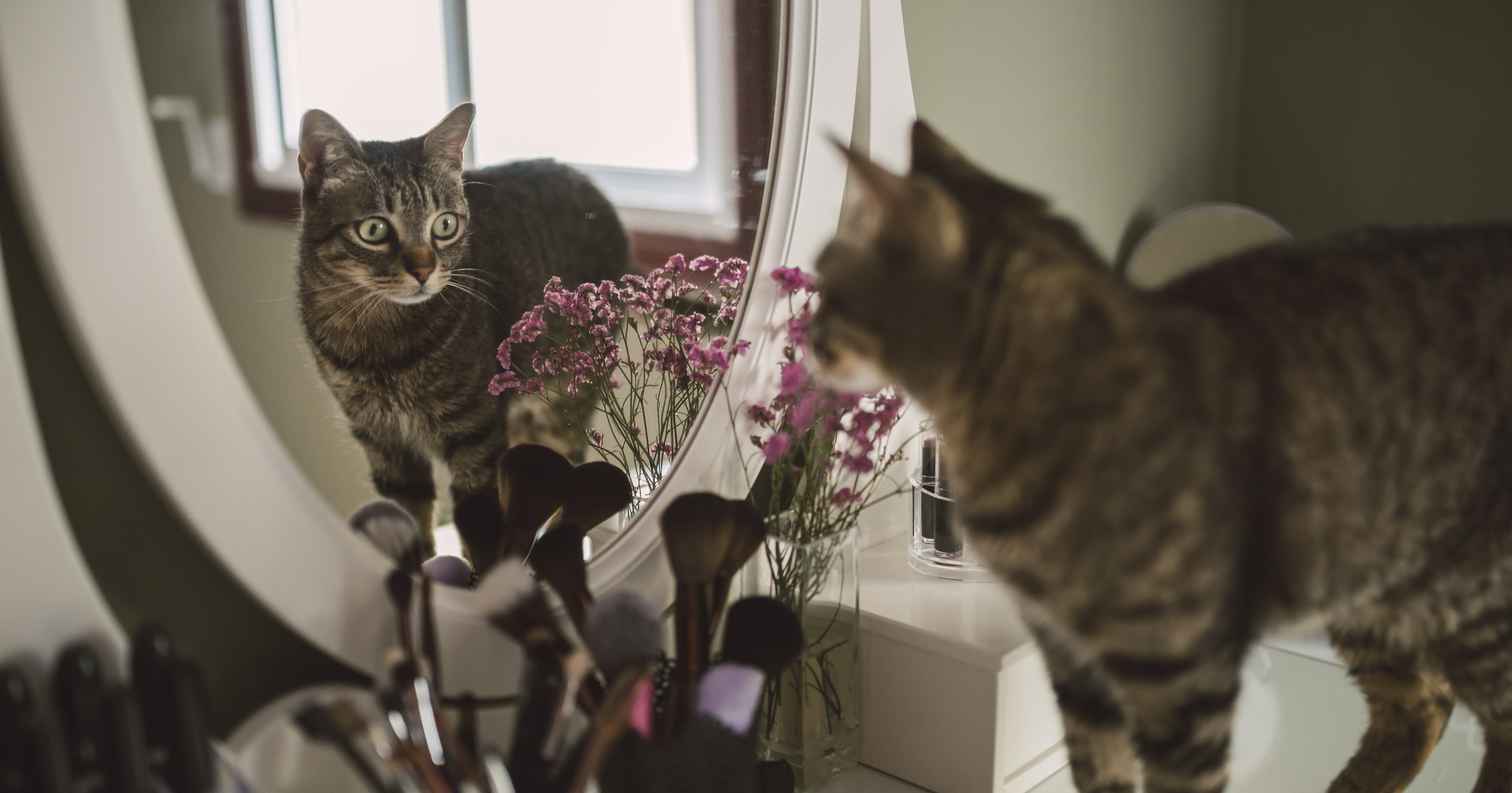 Why Does My Cat Scratch the Mirror? | POPSUGAR Pets
