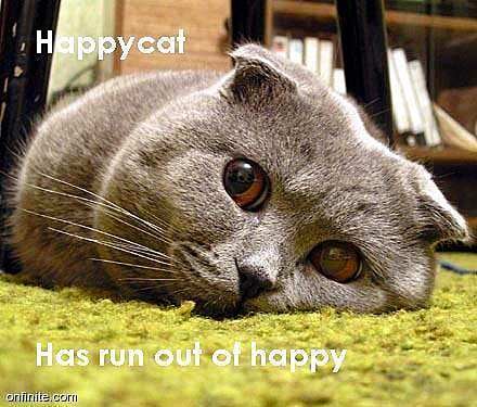 Funny cats gallery