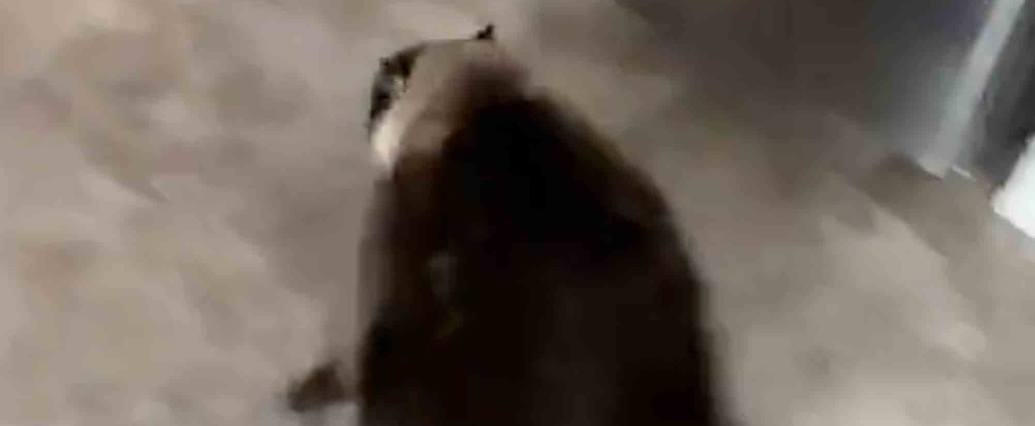 Viral Video of a Cat Running From the Sound of a Smoke Alarm | PS Pets