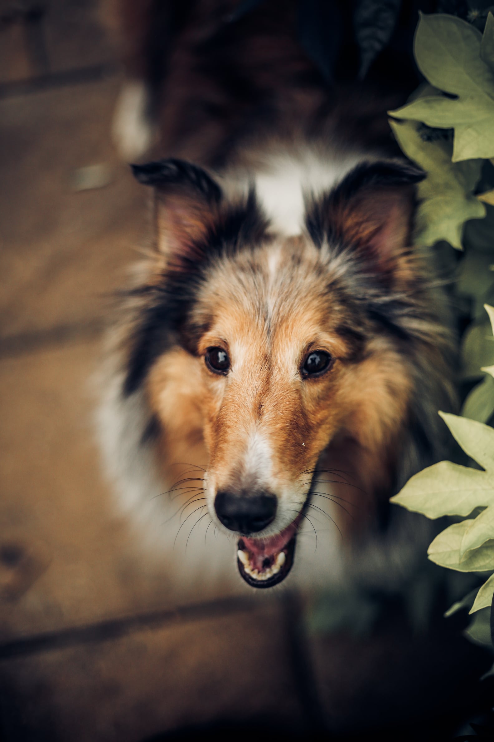 Photos of Common Ear Shapes For Dogs and Puppies | PS Pets