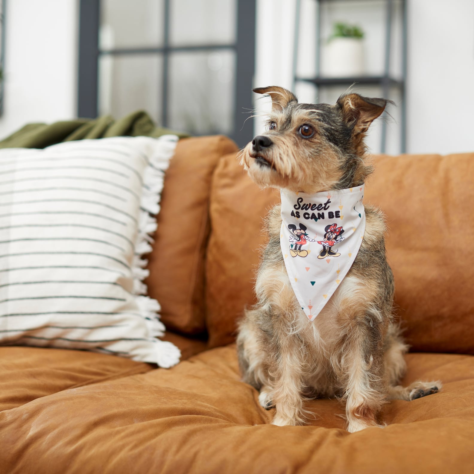 Chewy Disney, Pixar, Marvel, Star Wars Pet Products | PS Pets