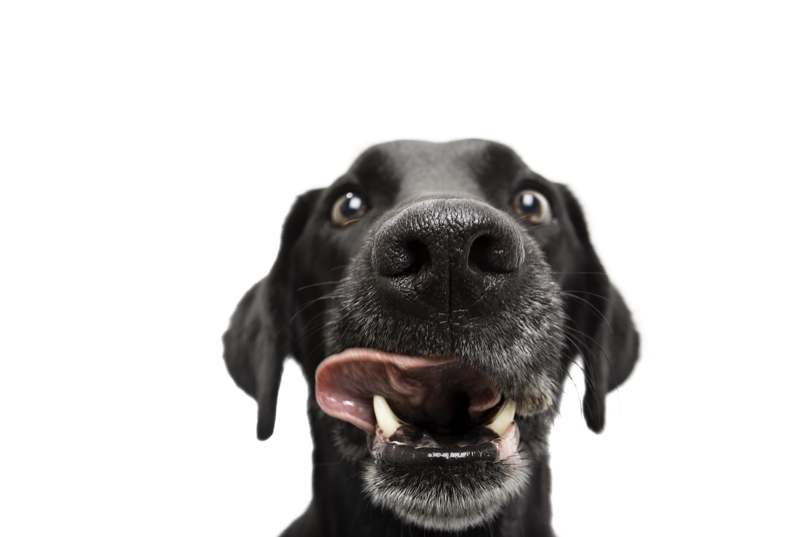 Funny Tweets Only Dog Owners Will Relate To | PS Pets