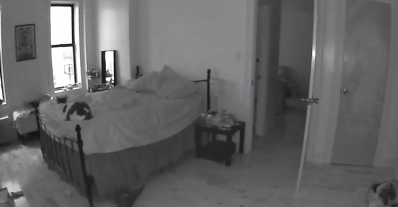 Honeywell Lyric Wifi Camera Review Ps Pets