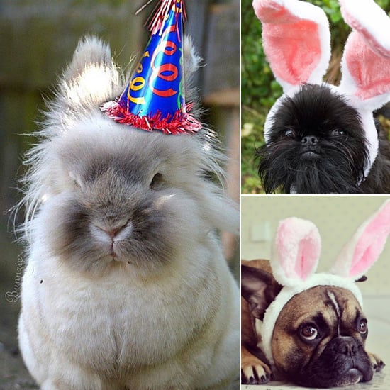 Pets Dressed as the Easter Bunny | POPSUGAR Pets