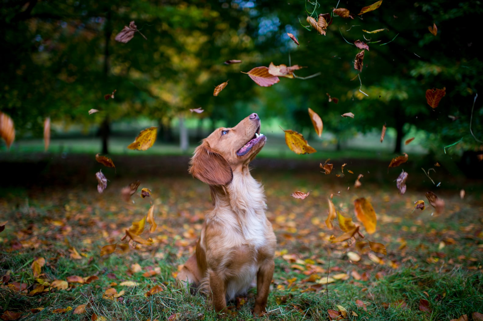Cute Photos of Dogs in the Fall | PS Pets