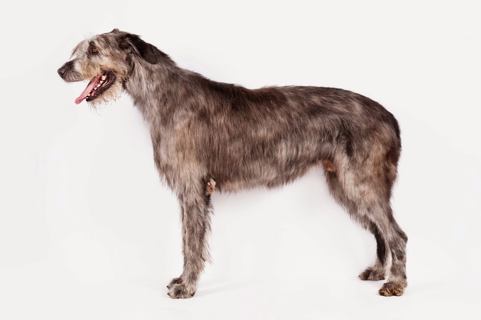 Irish Dog Breeds | PS Pets