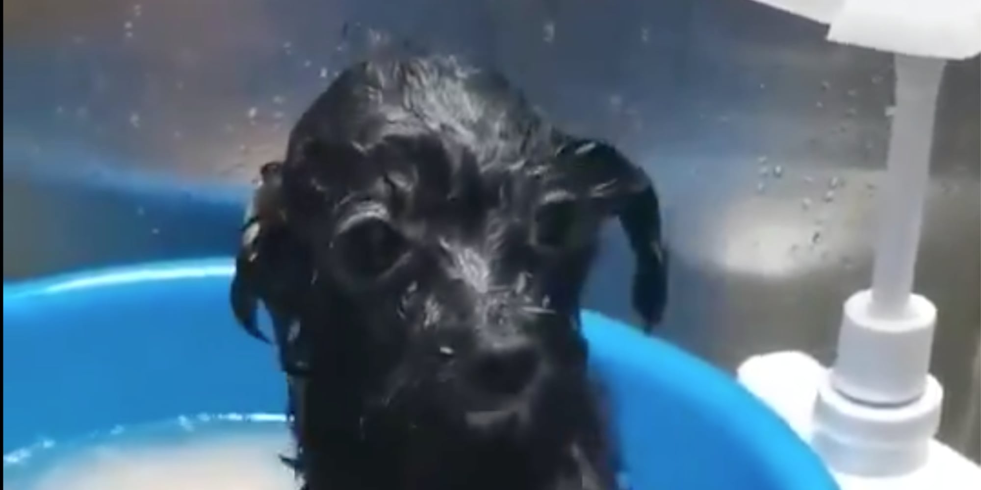 Video of a Dog Getting a Head Rub From His Friend | PS Pets