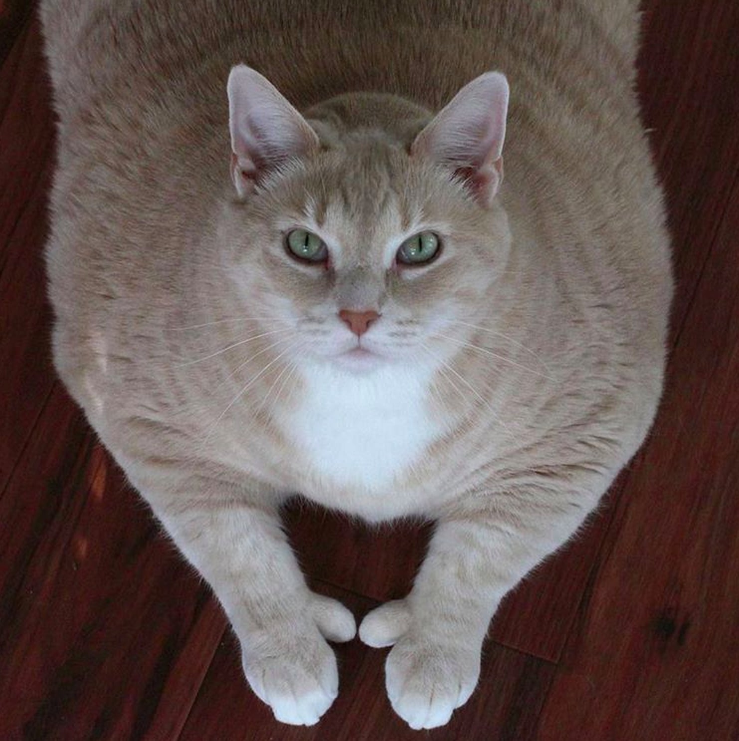 Photos of Bronson the 33-Pound Cat | PS Family
