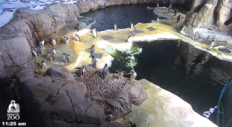 Virtual Zoo Tours to Take Right Now | POPSUGAR Pets