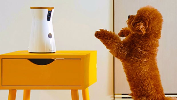 New Pets Products June 2016 | POPSUGAR Pets