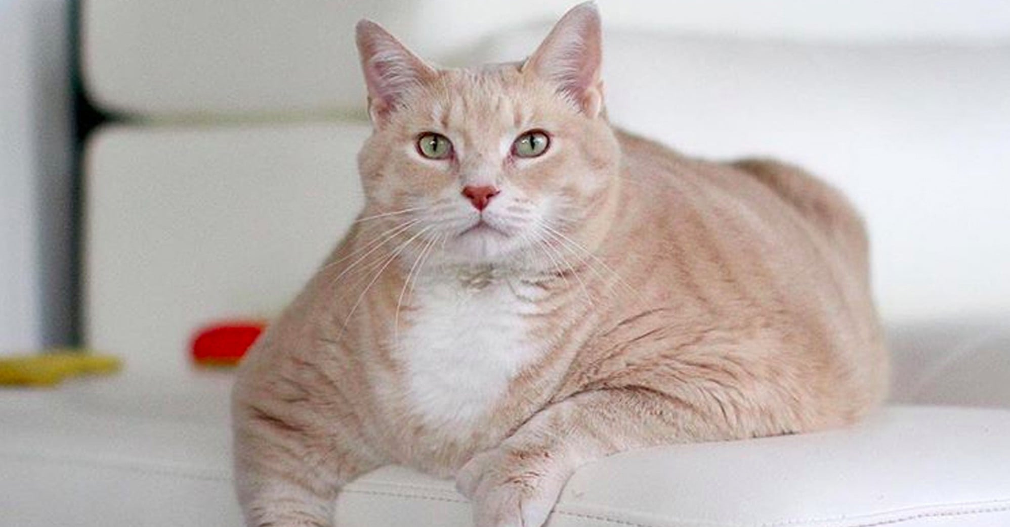 Photos of Bronson the 33-Pound Cat | PS UK Family