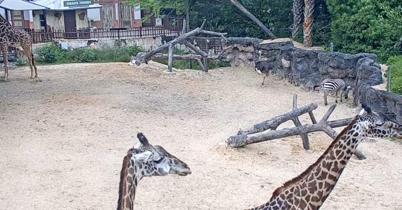 Virtual Zoo Tours to Take Right Now | POPSUGAR Pets