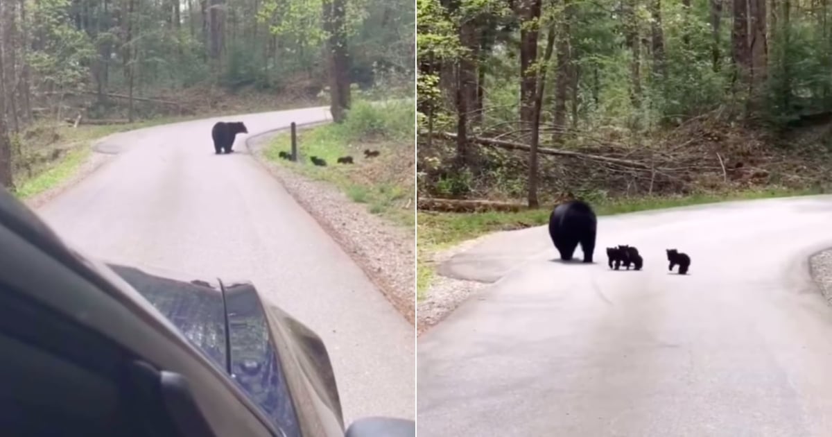 Couple Waits in Car as Black Bear Walks Cubs Across Road | PS Pets