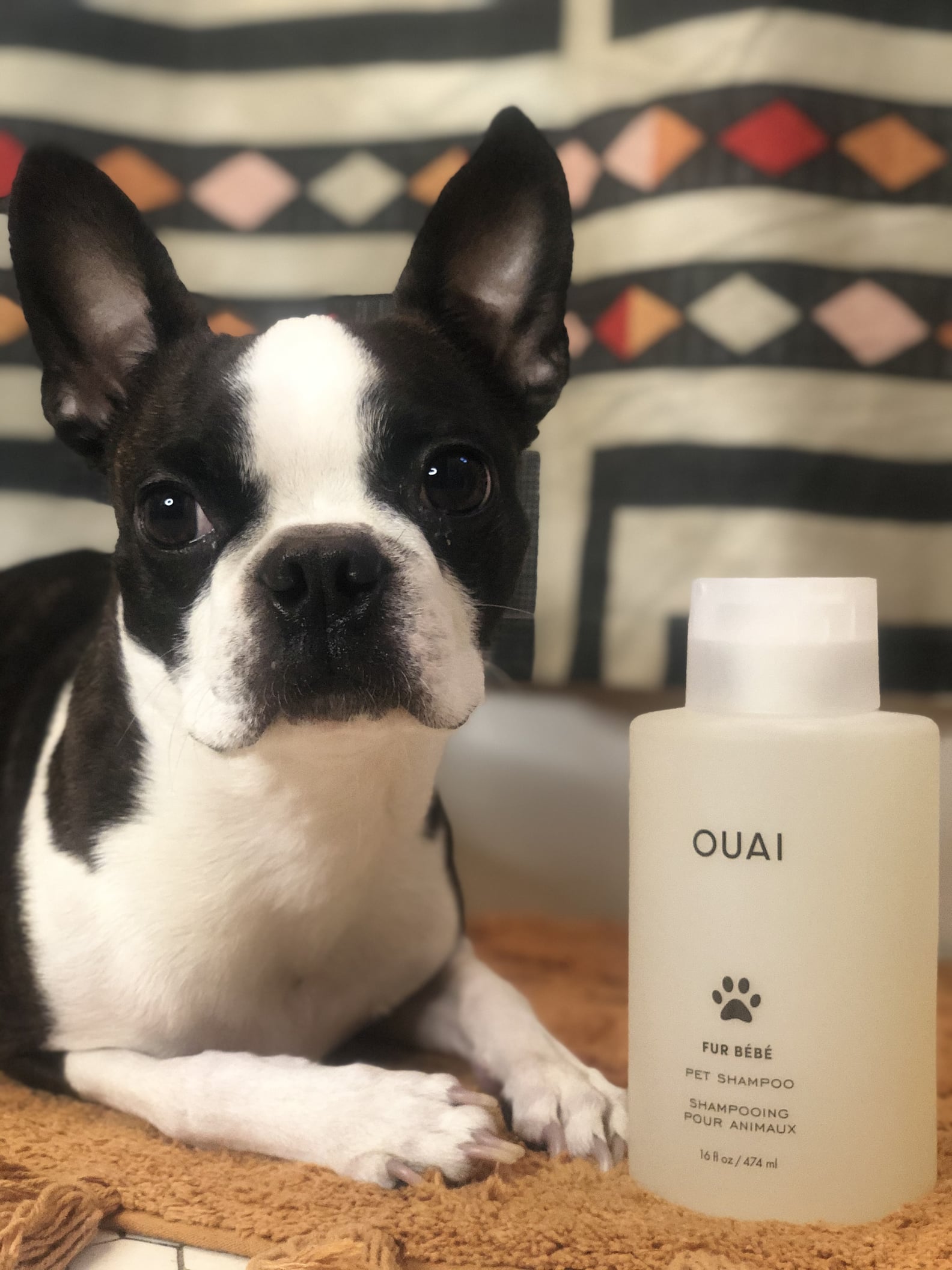 Ouai Fur Bébé Dog Shampoo Review | PS Pets