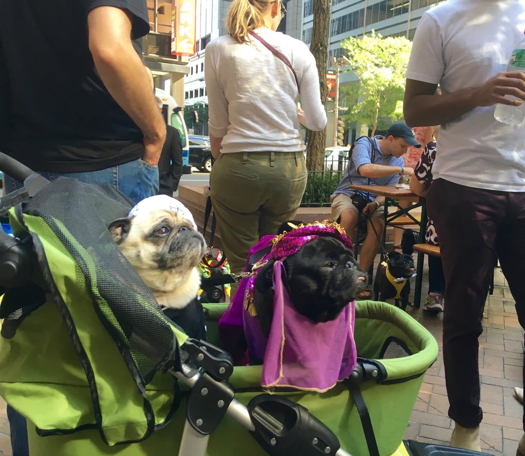 Pugs Take NYC Costumes | POPSUGAR Pets