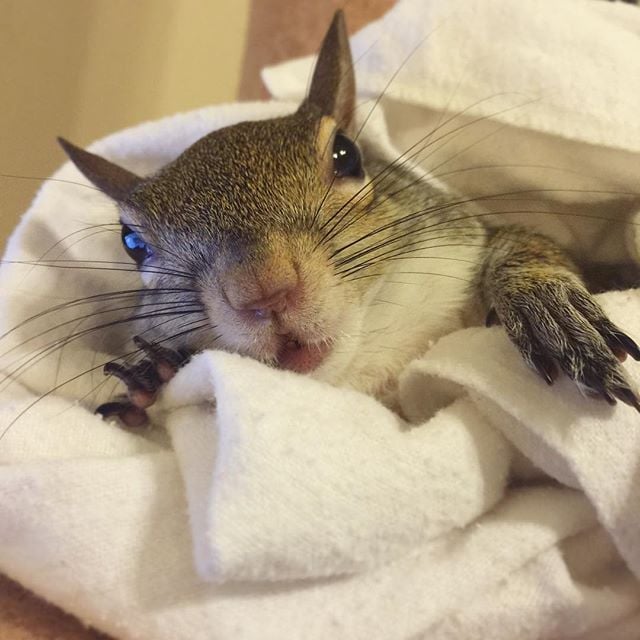 Pet Squirrel Instagram | POPSUGAR Pets