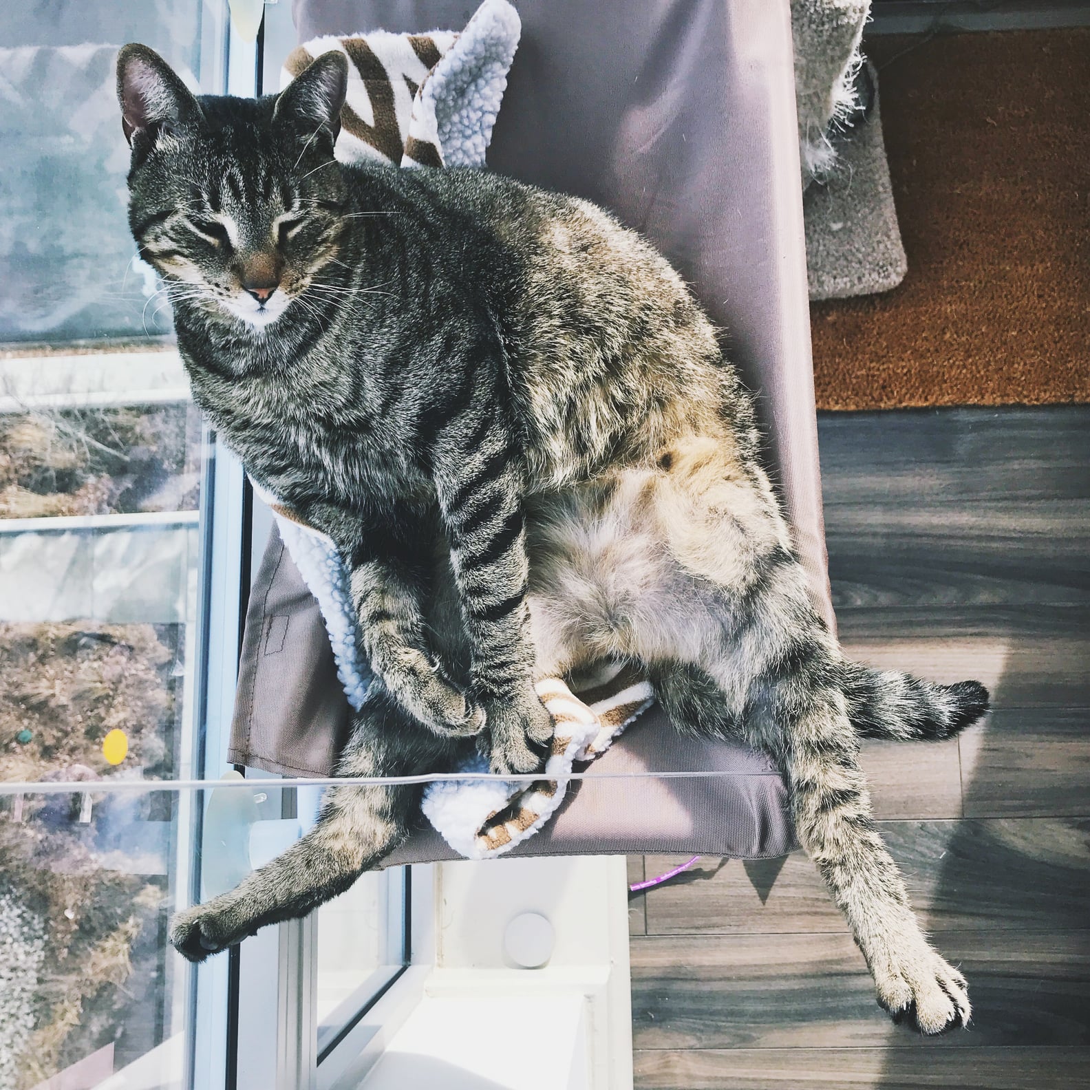 Why I'm a Cat Person | PS Pets