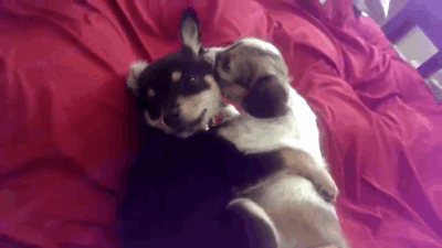 Best Animal GIFs of 2014 | PS Pets