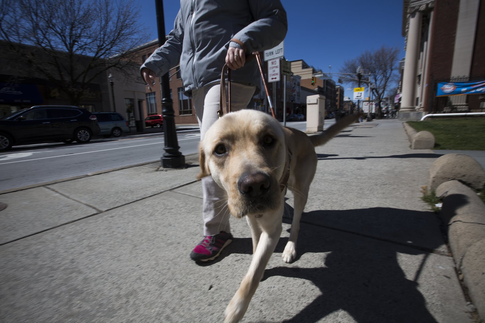 Seeing-Eye-Dog School Photos | PS Pets