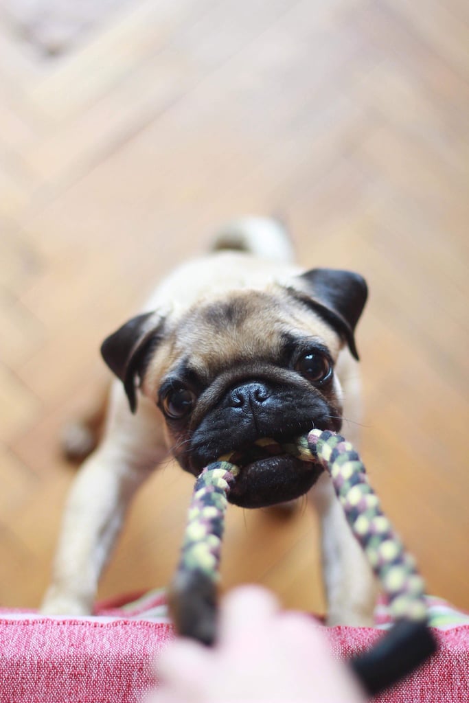 Cute Pictures of Pugs | POPSUGAR Pets