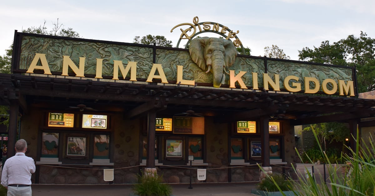 Visiting Animal Kingdom at Night | PS Family