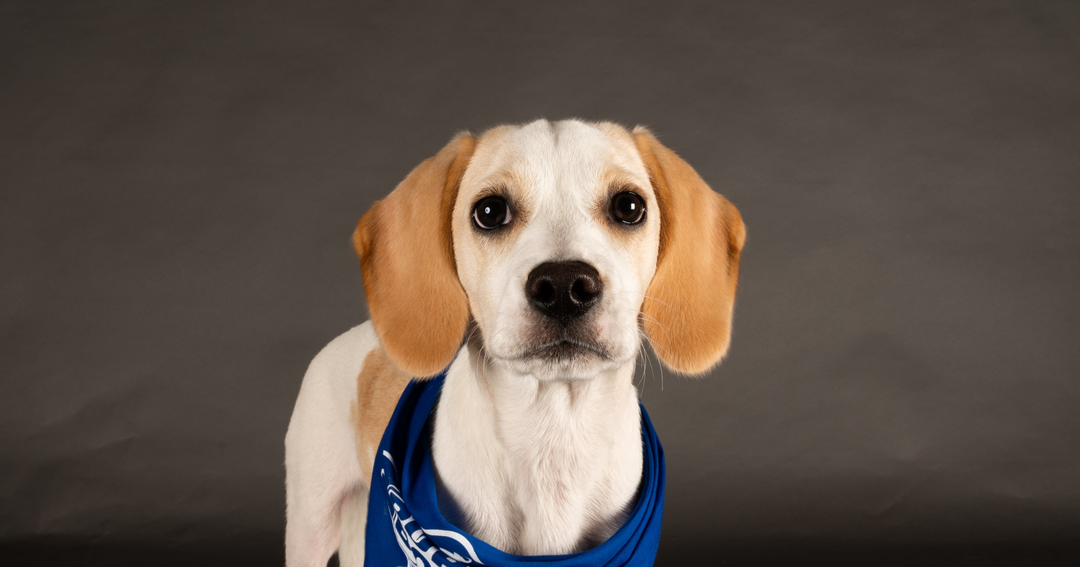 Team Fluff Wins Against Team Ruff at the 2022 Puppy Bowl | PS Entertainment