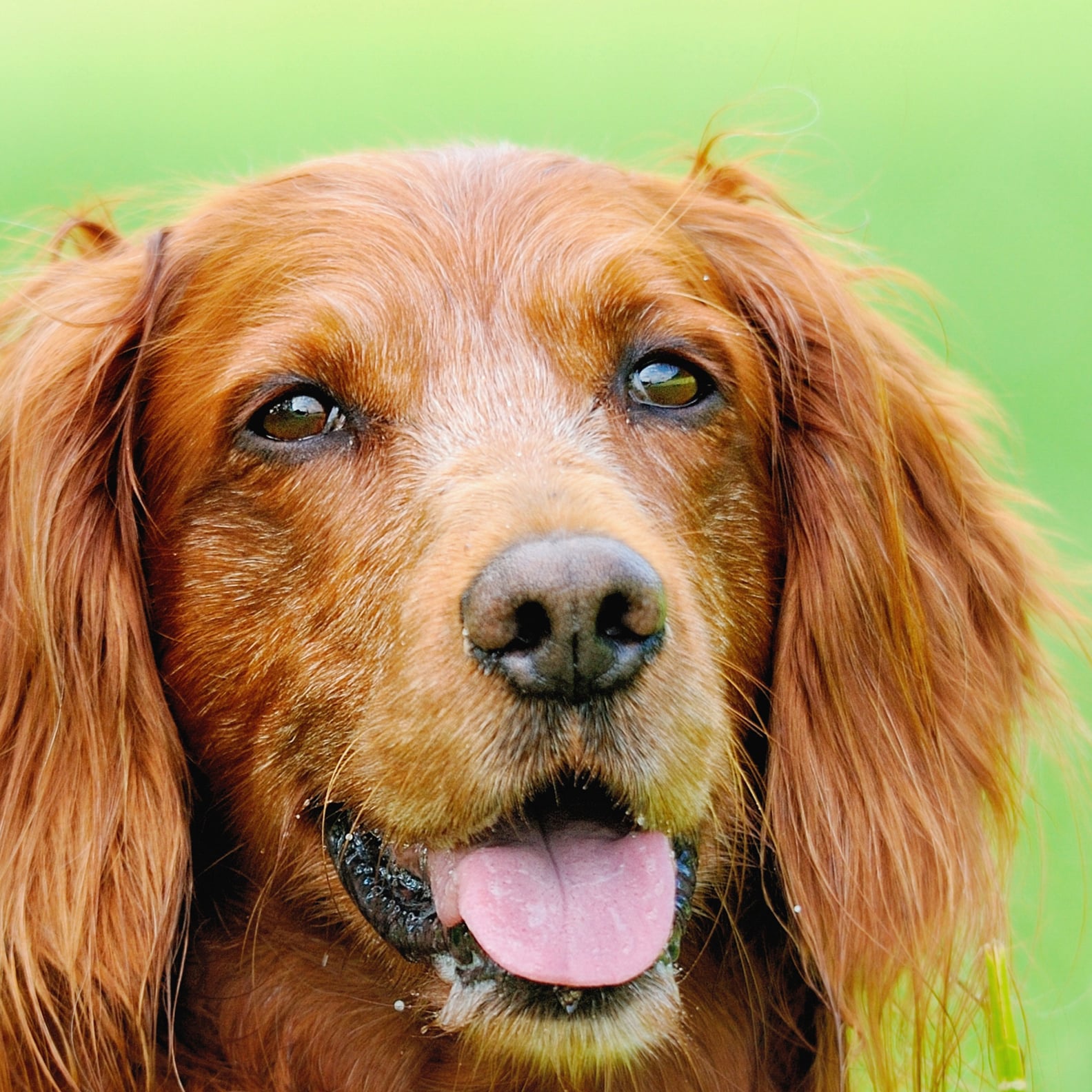 Celebrity Animal Doppelgangers | PS Pets