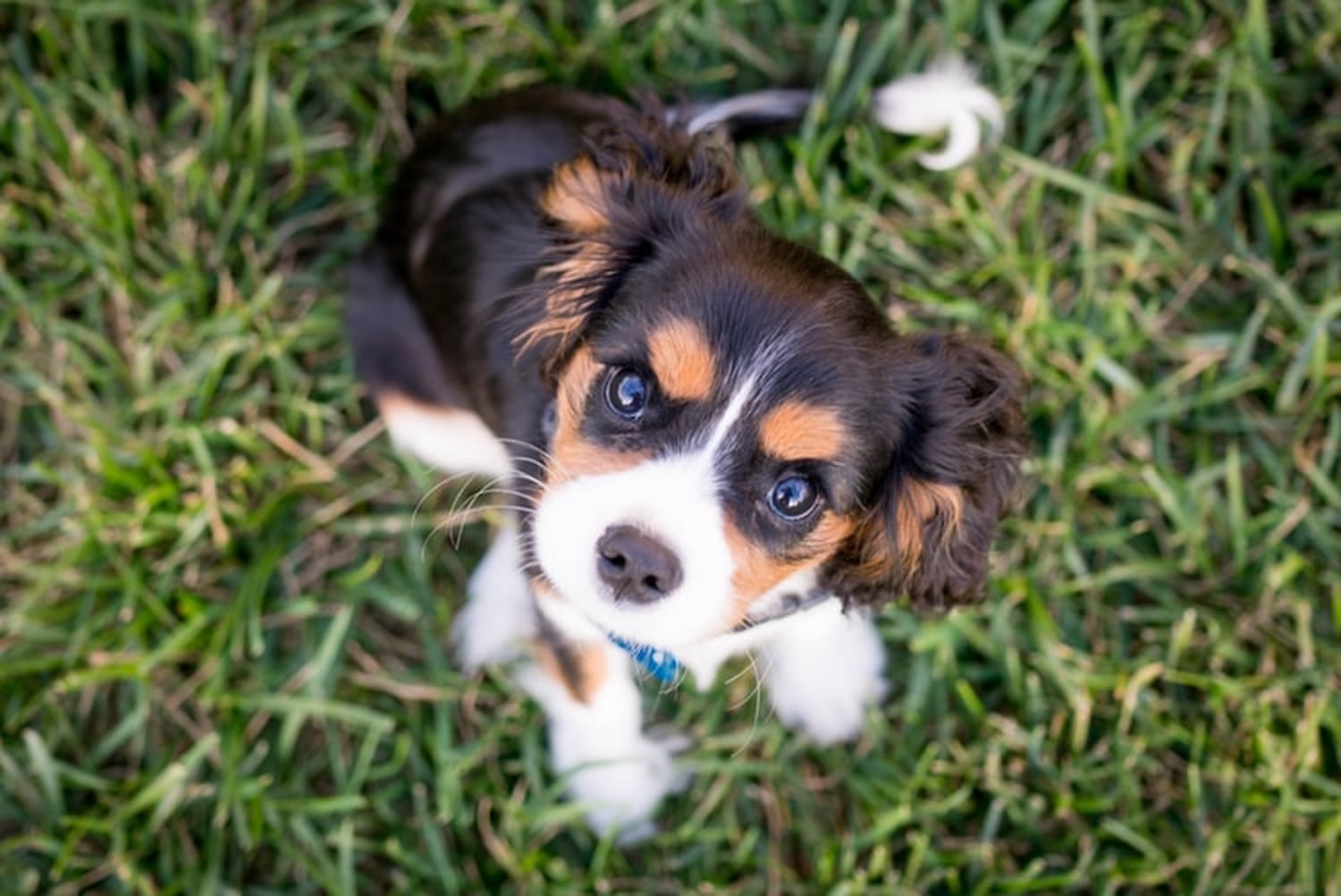 Best Dog Breeds For Small Apartments | PS Pets