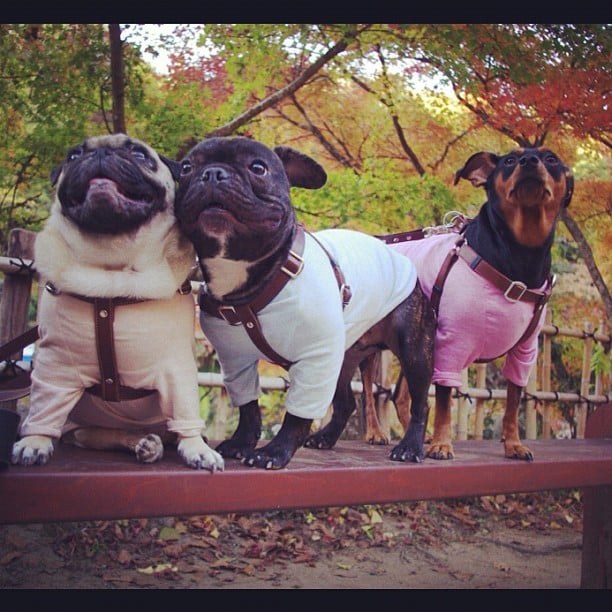 Cute Smushed-Faced Dogs | POPSUGAR Pets