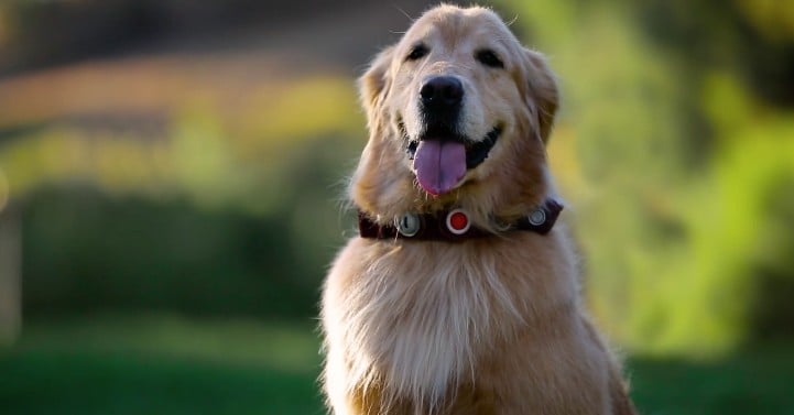 Dug From Up Talks in Real Life | PS Pets