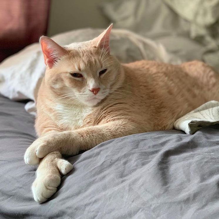 Photos of Bronson the 33-Pound Cat | PS Family